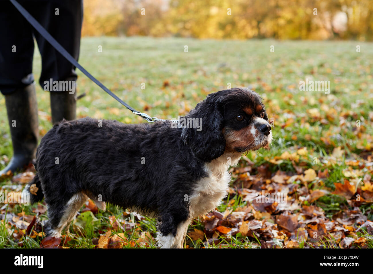 Dog landscape hi-res stock photography and images - Alamy