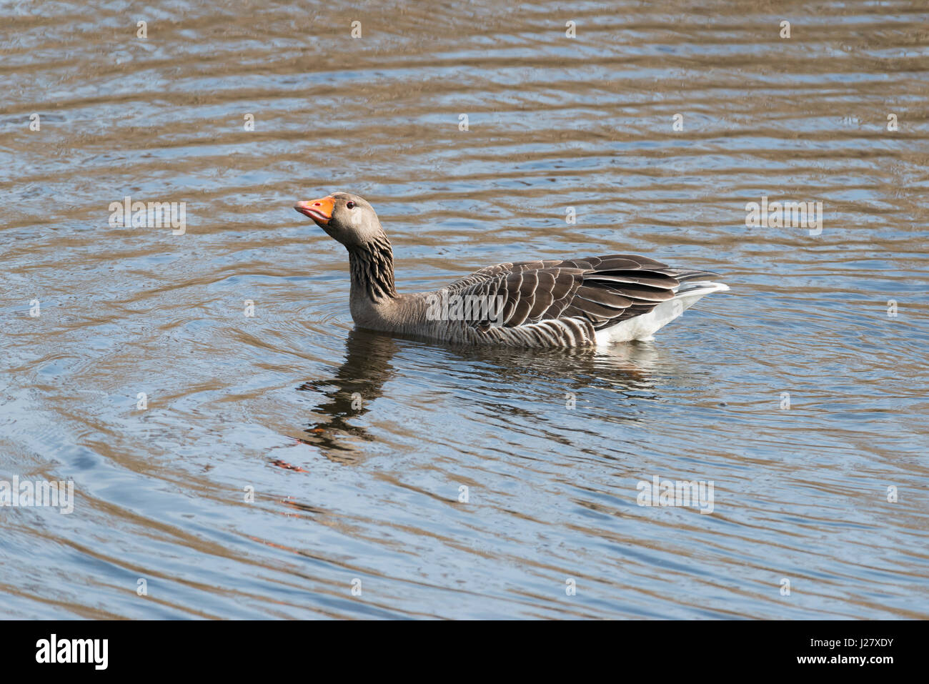 Large wild goose species hi-res stock photography and images - Alamy