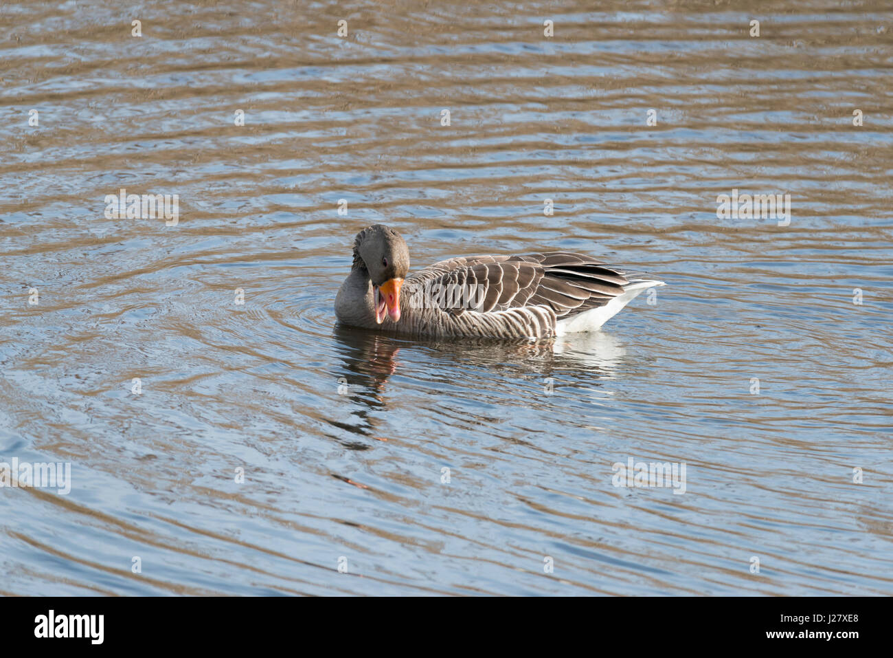 Large wild goose species hi-res stock photography and images - Alamy