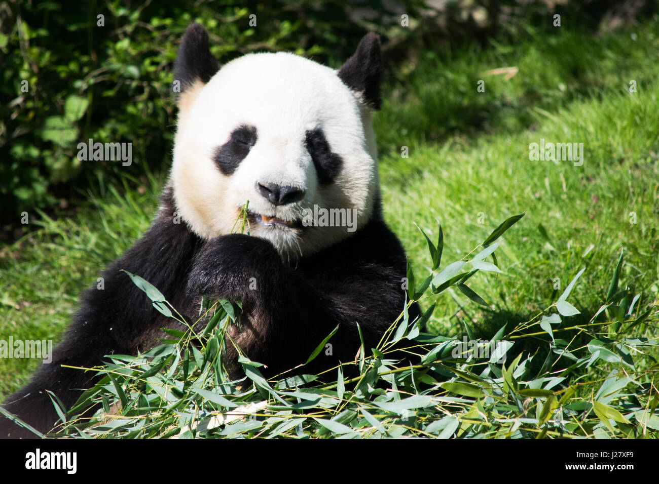 China baby panda bamboo hi-res stock photography and images - Alamy