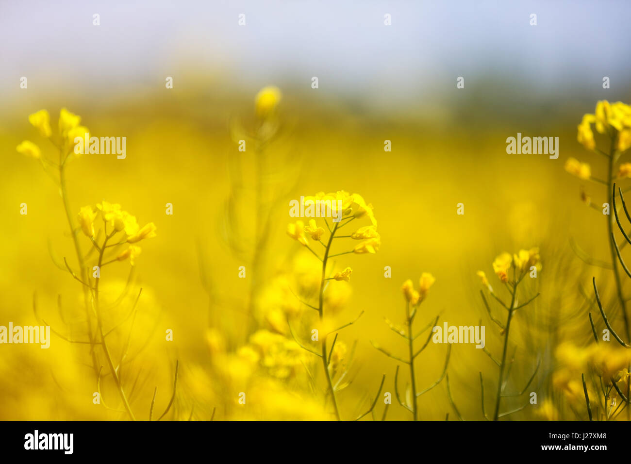 Yellow oil plant canola hi-res stock photography and images - Alamy