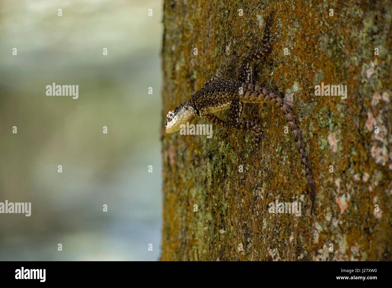 Amazon lava lizard (tropidurus torquatus) on a tree Stock Photo - Alamy