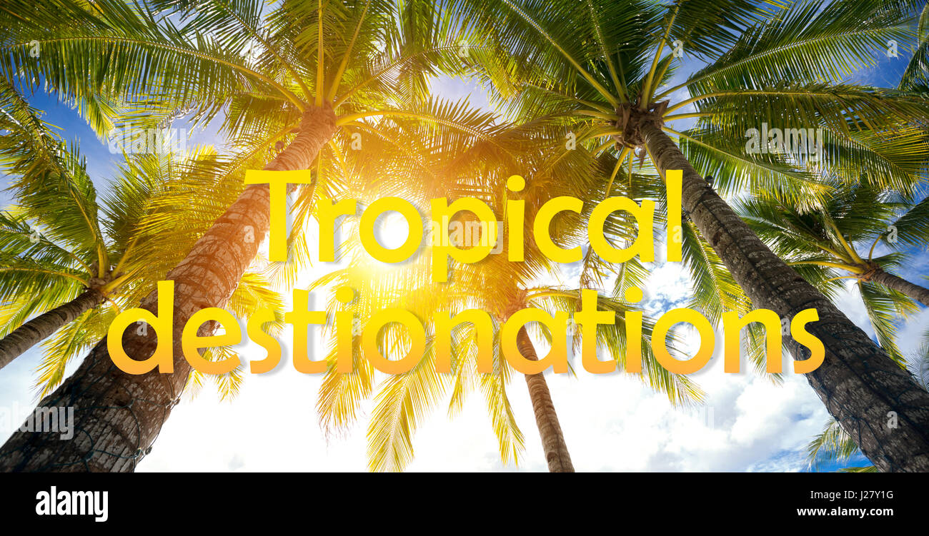 tropical destinations and palm trees over beautiful sunny sky Stock ...