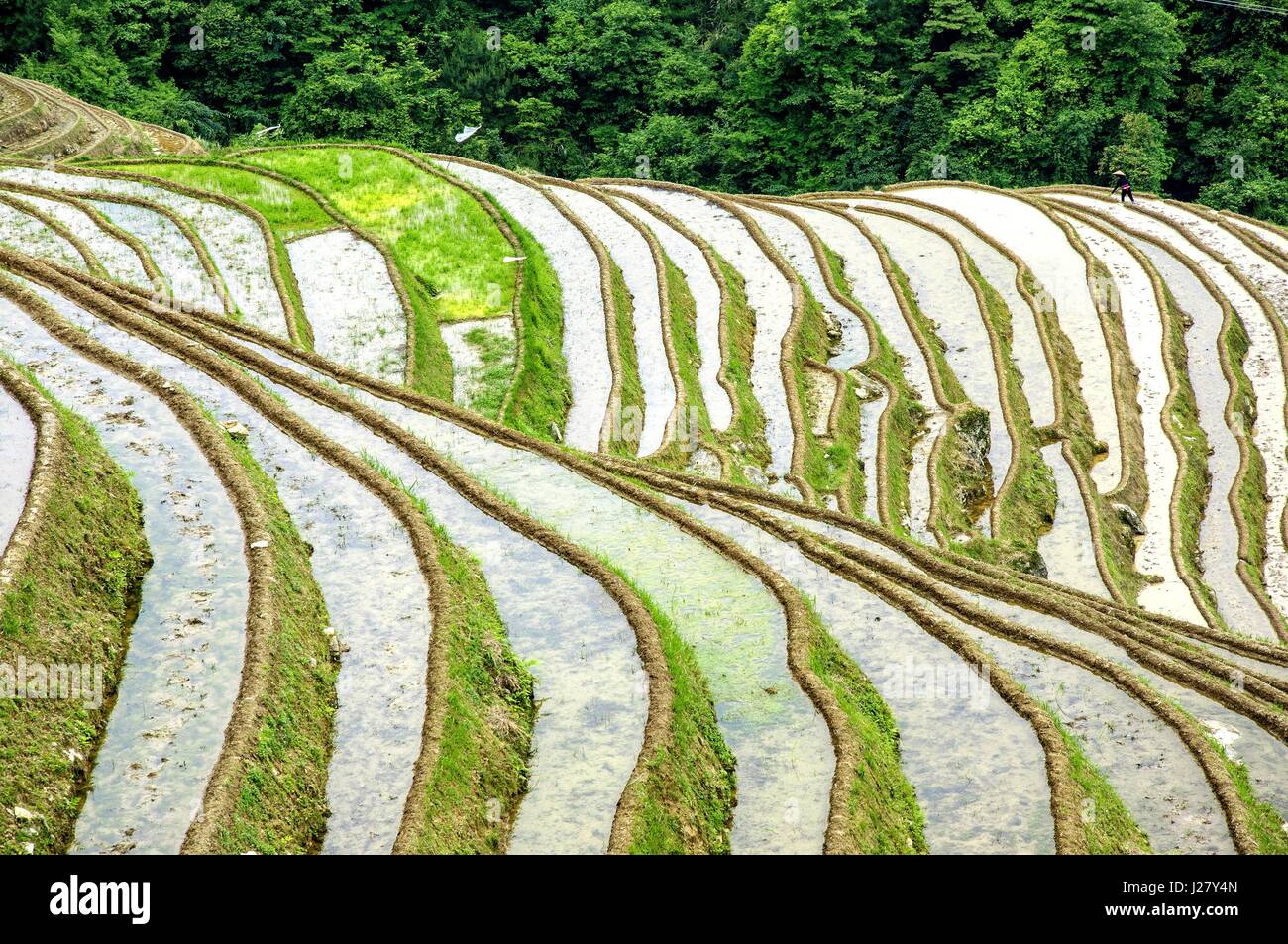 Beautiful rice terraced fields scenery in spring Stock Photo - Alamy