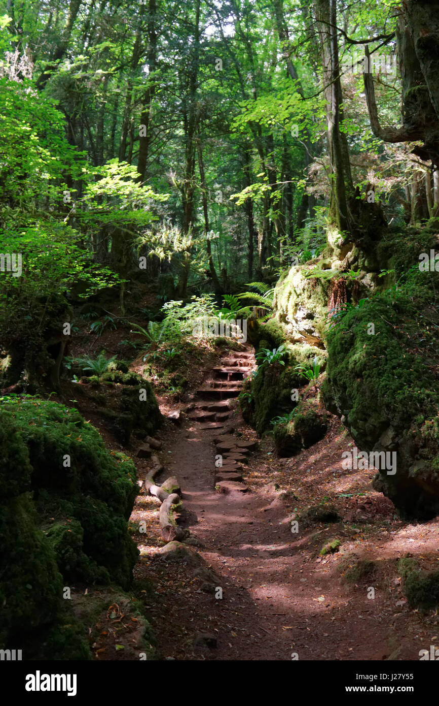 Stairs path in the forest Stock Photo - Alamy