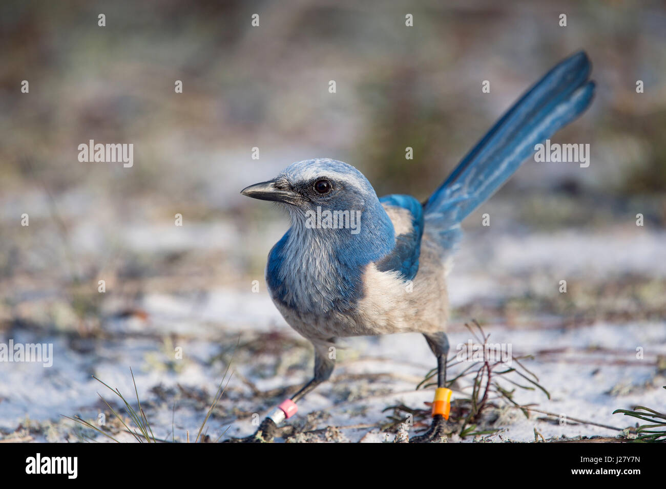 A curious Florida Scrub Jay searches for food along the low brush and ...