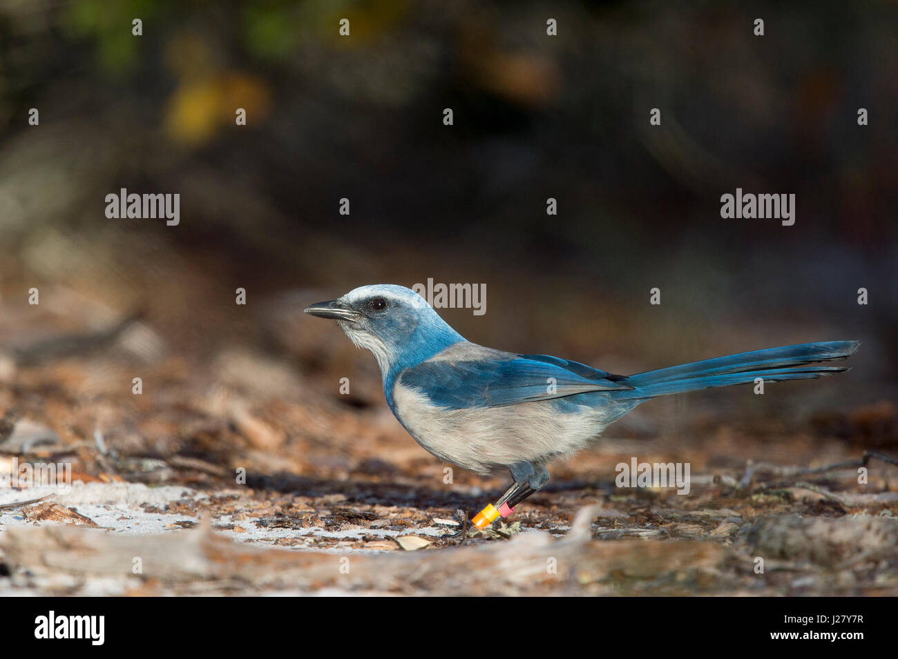 A curious Florida Scrub Jay searches for food along the low brush and ...