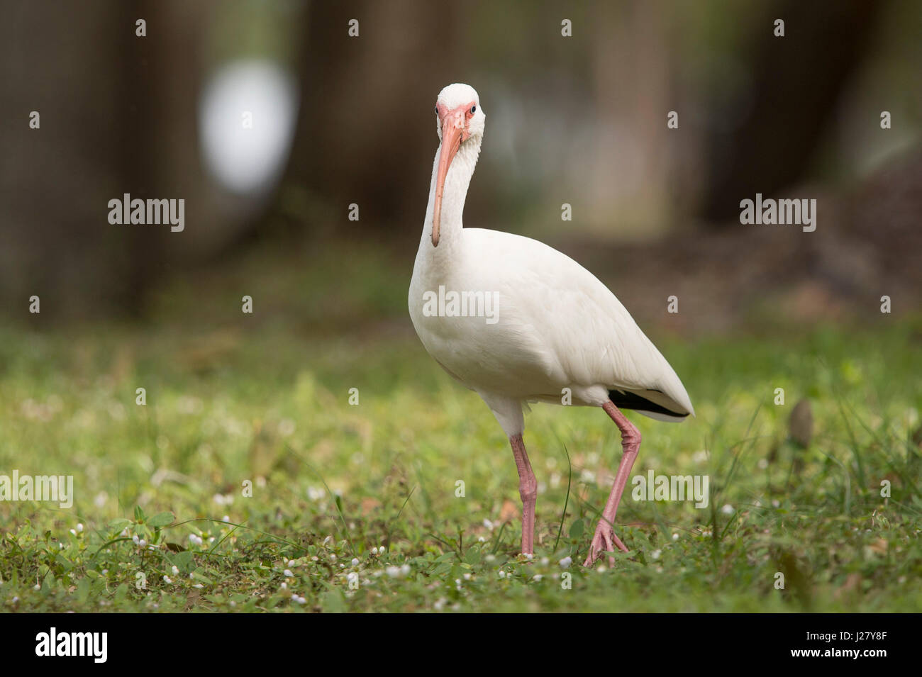 A White Ibis stands in the green grass and looks funny with its big ...