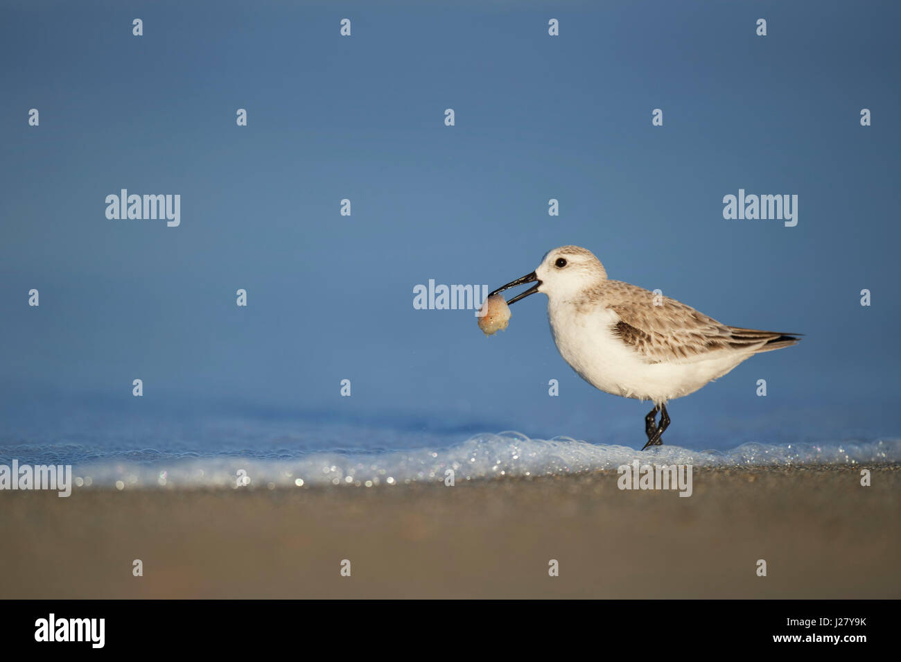 A Sanderling shorebird walks along the beach with a large Mole Crab in ...