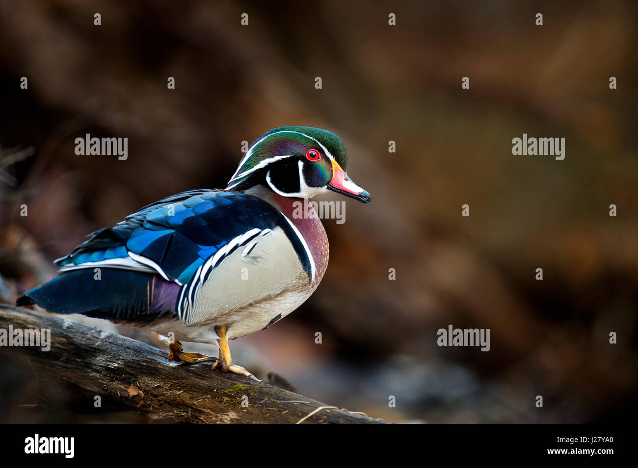 A colorful Wood Duck stands on an old log in soft lighting showing off ...