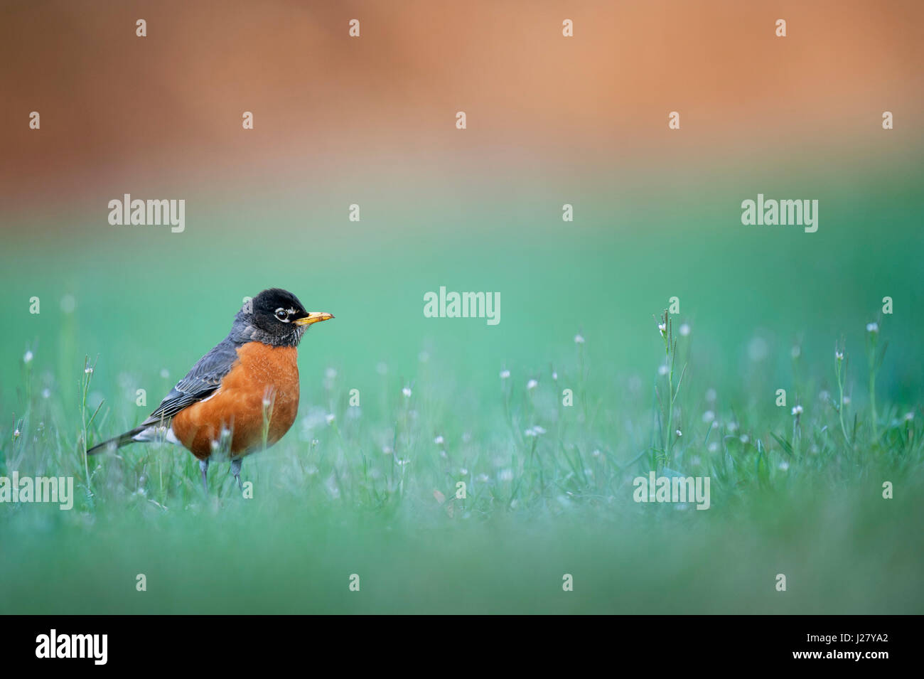 American robin on grass hi-res stock photography and images - Alamy