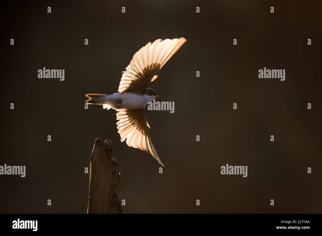 A Tree Swallow spreads its wings to takeoff in the bright morning sun ...
