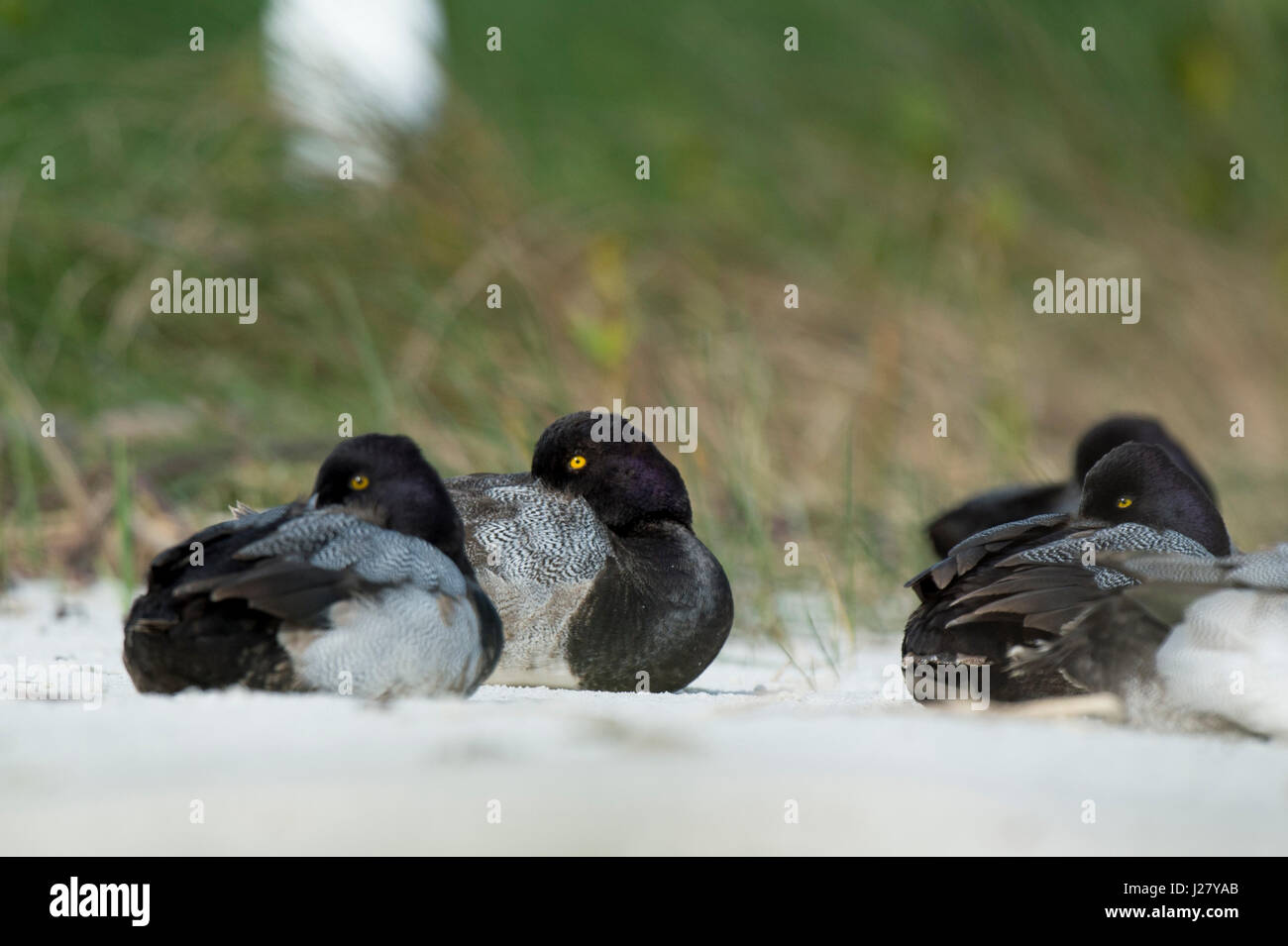 A small flock of Lesser Scaup ducks rest on a sandy beach in the soft ...