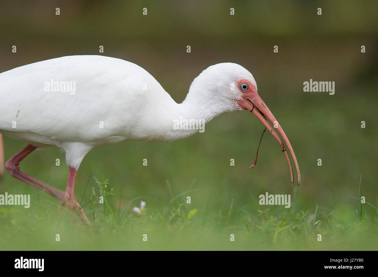 A White Ibis feeds on large worms with its big pink curved bill in the ...