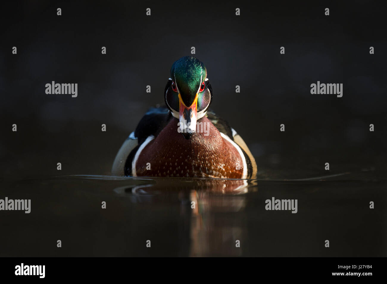 A male Wood Duck swims into a spotlight of sun with a dramatic dark ...