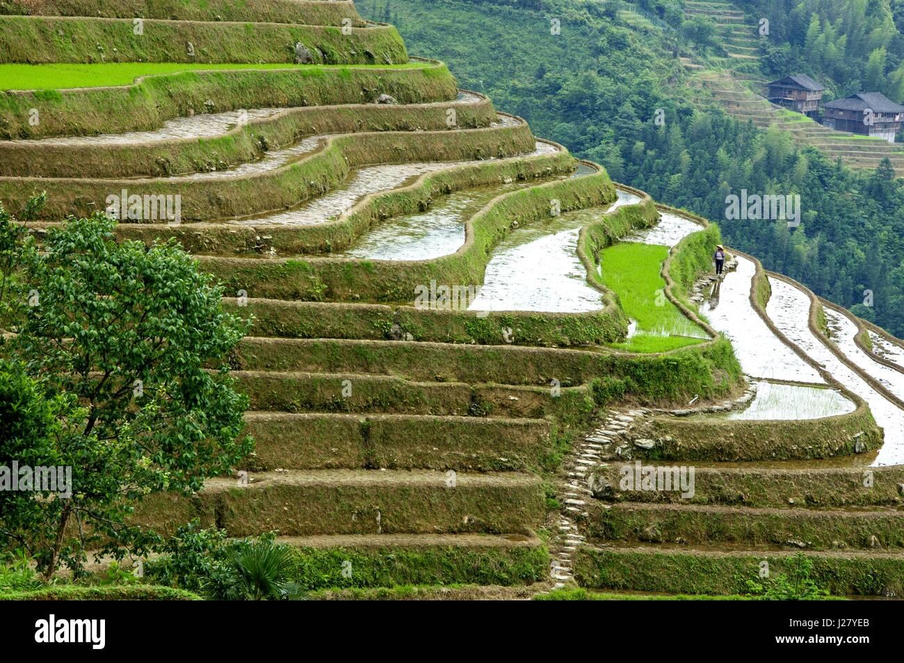 Beautiful rice terraced fields scenery in spring Stock Photo - Alamy