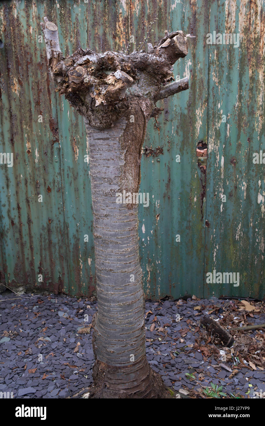 Strange urban landscape of a tree, fence and wall in Birmingham ...