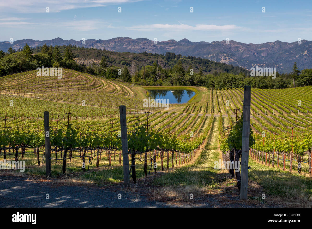 grapes, grapevines, grape vineyard, grape vineyards, vineyard ...