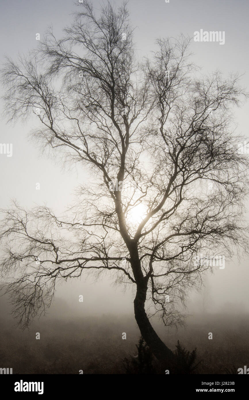 Atmospheric birch hi-res stock photography and images - Alamy