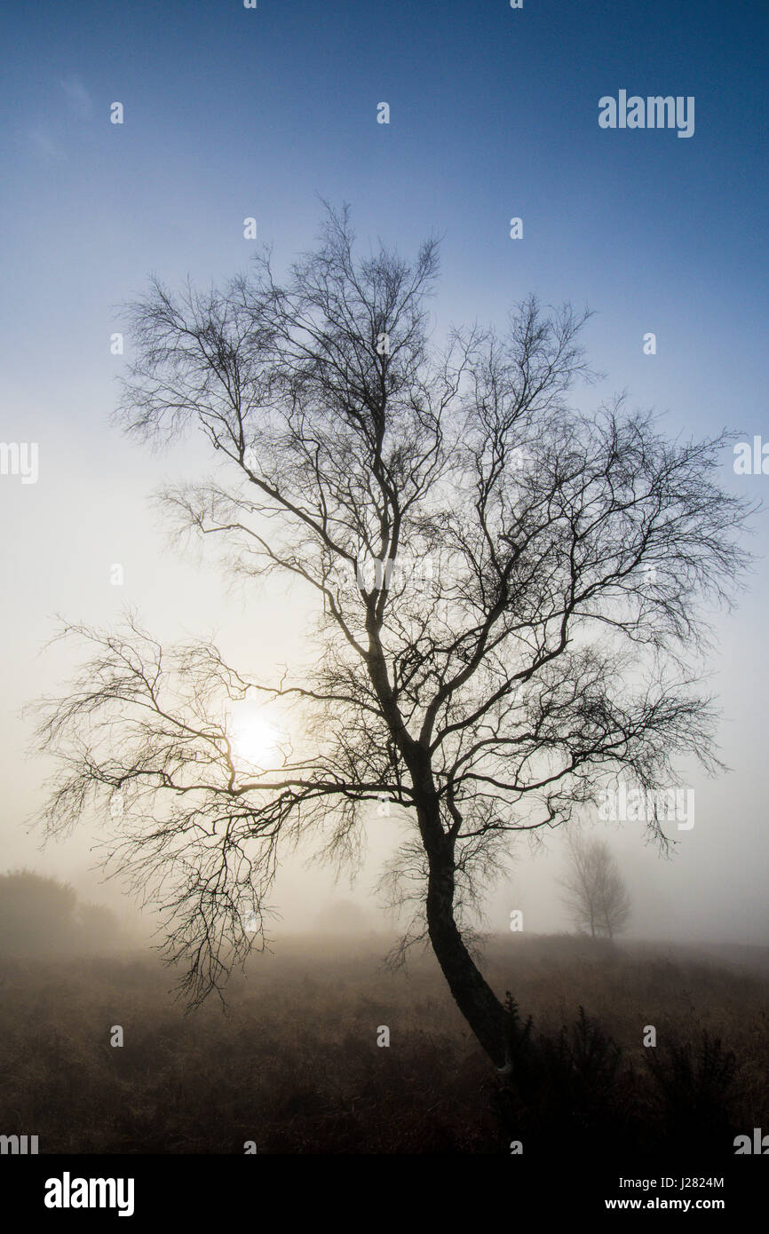 Birch trees fog hi-res stock photography and images - Alamy