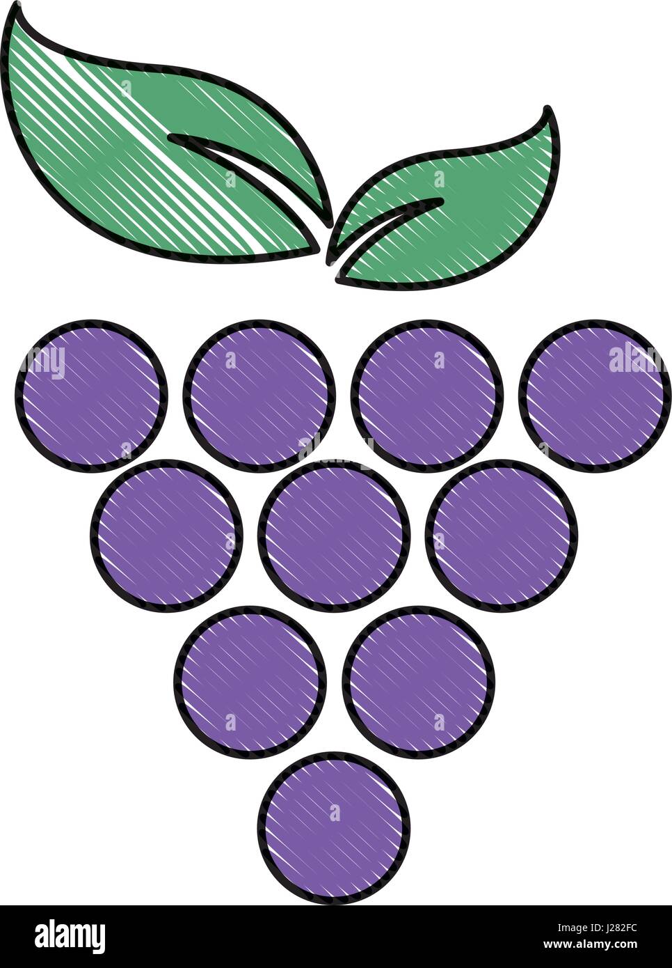 Grapes variety Stock Vector Images - Alamy