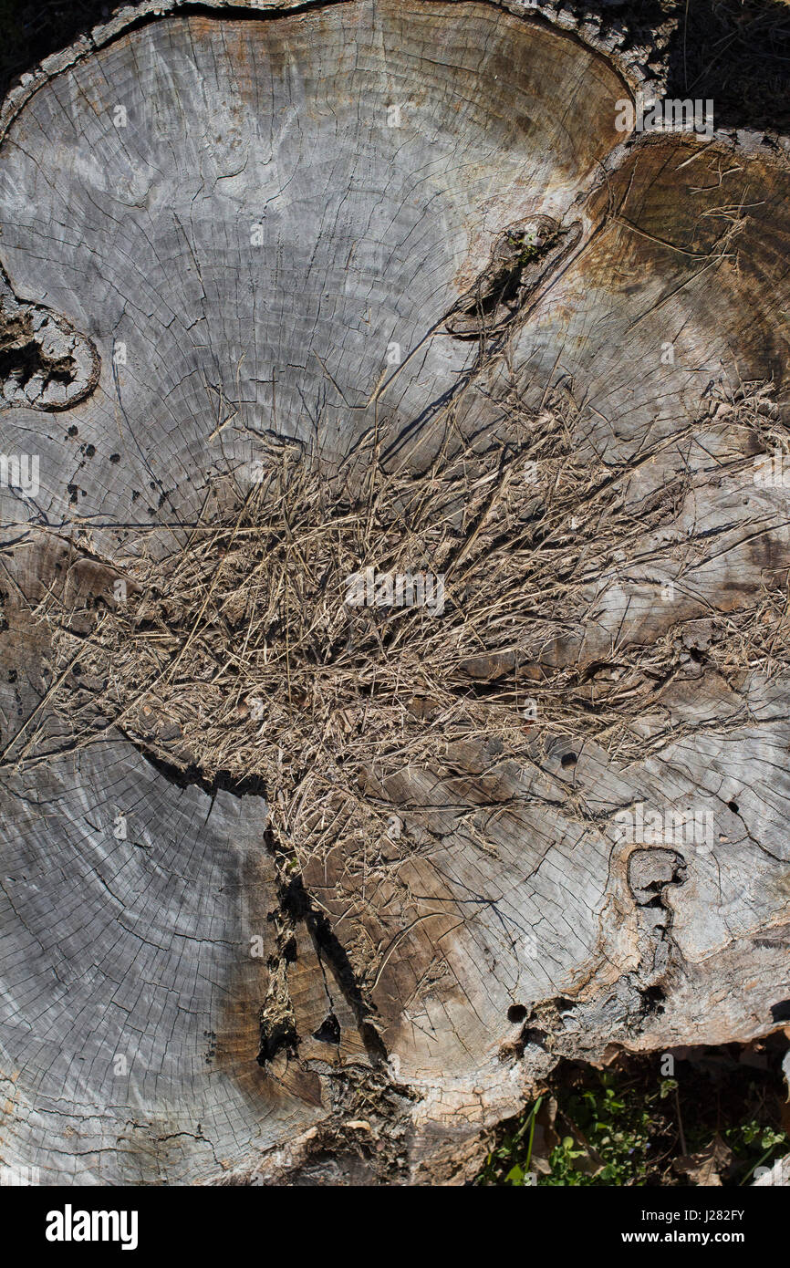 Cut tree section. Nice pattern Stock Photo - Alamy