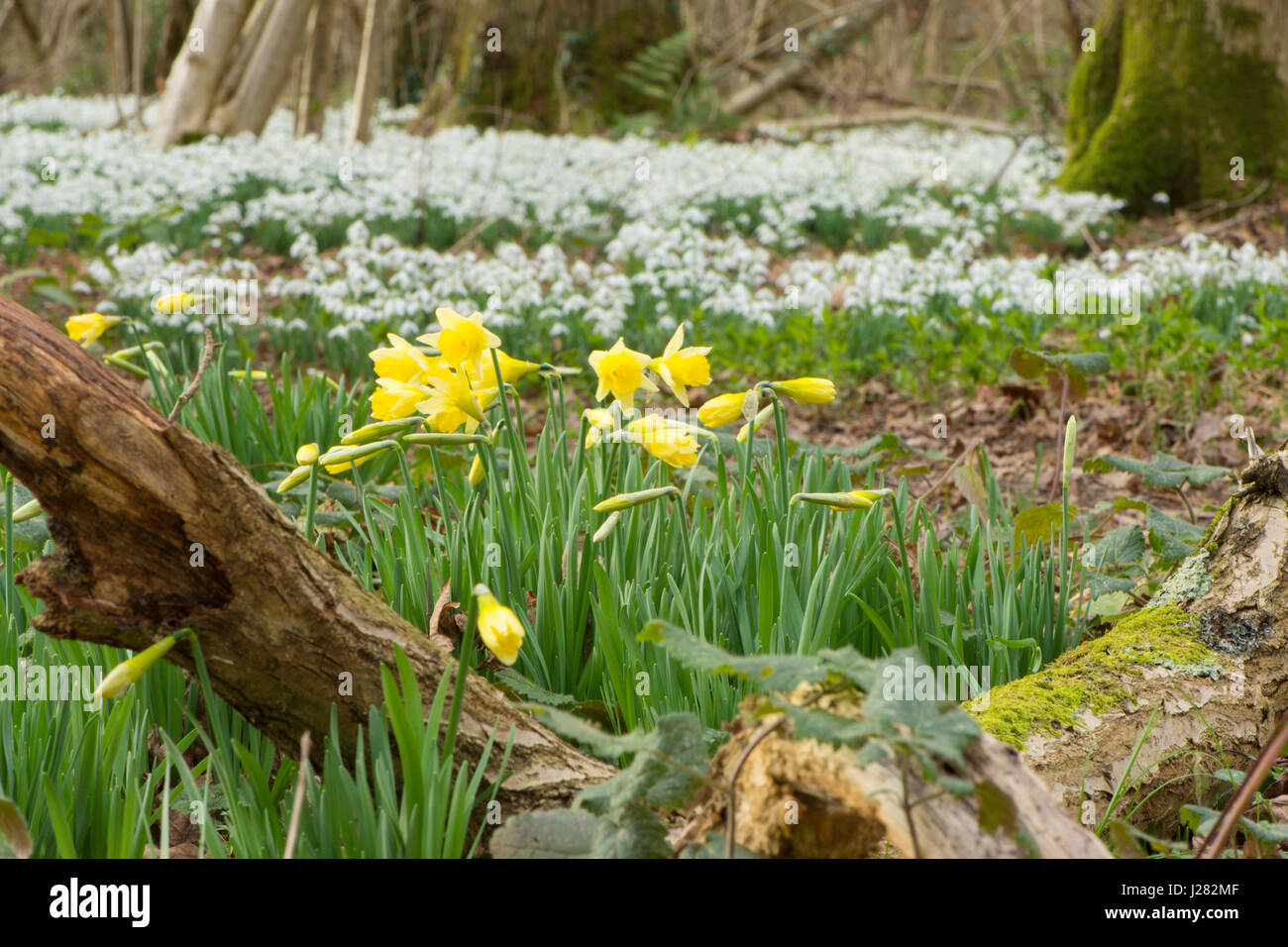Wild snowdrops and daffodils in hazel coppice woodland, Sussex, UK ...