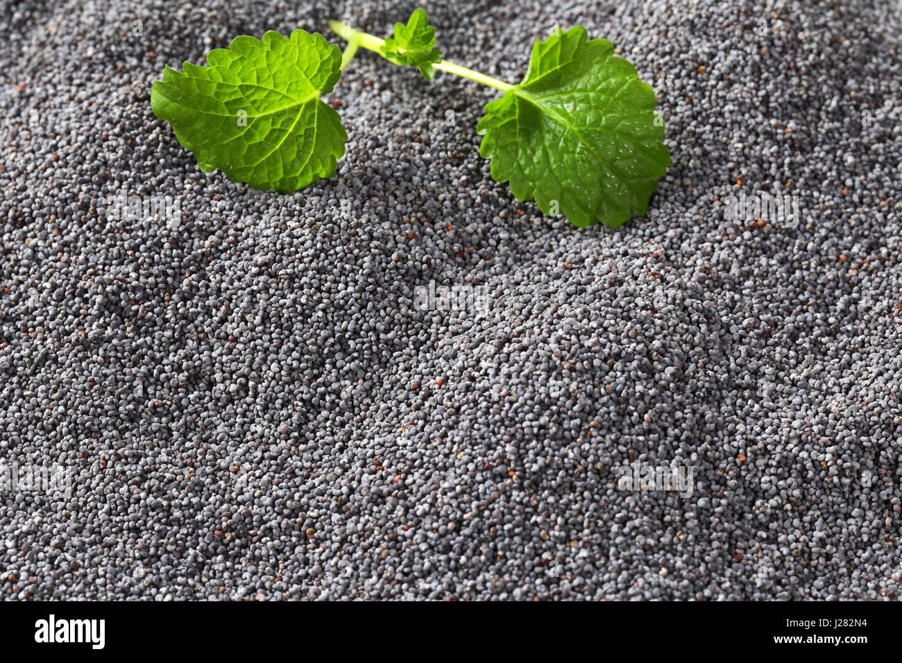 Whole black poppy seeds, full frame Stock Photo - Alamy