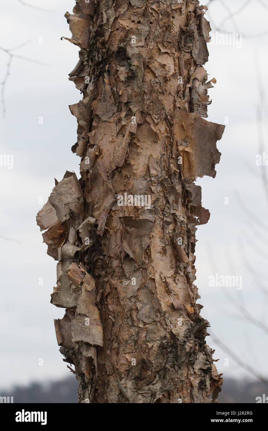 Tree bark texture wood hi-res stock photography and images - Alamy