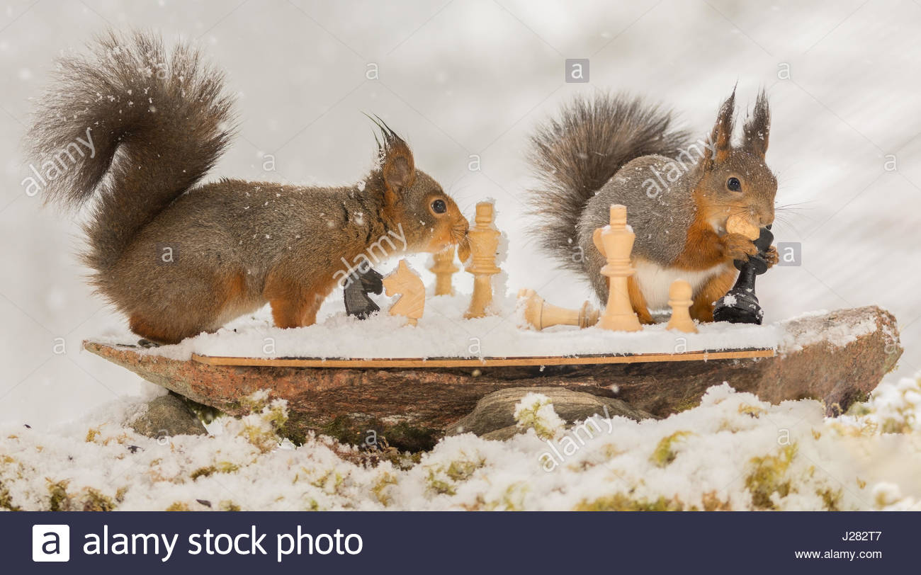 Funny Chess High Resolution Stock Photography and Images - Alamy