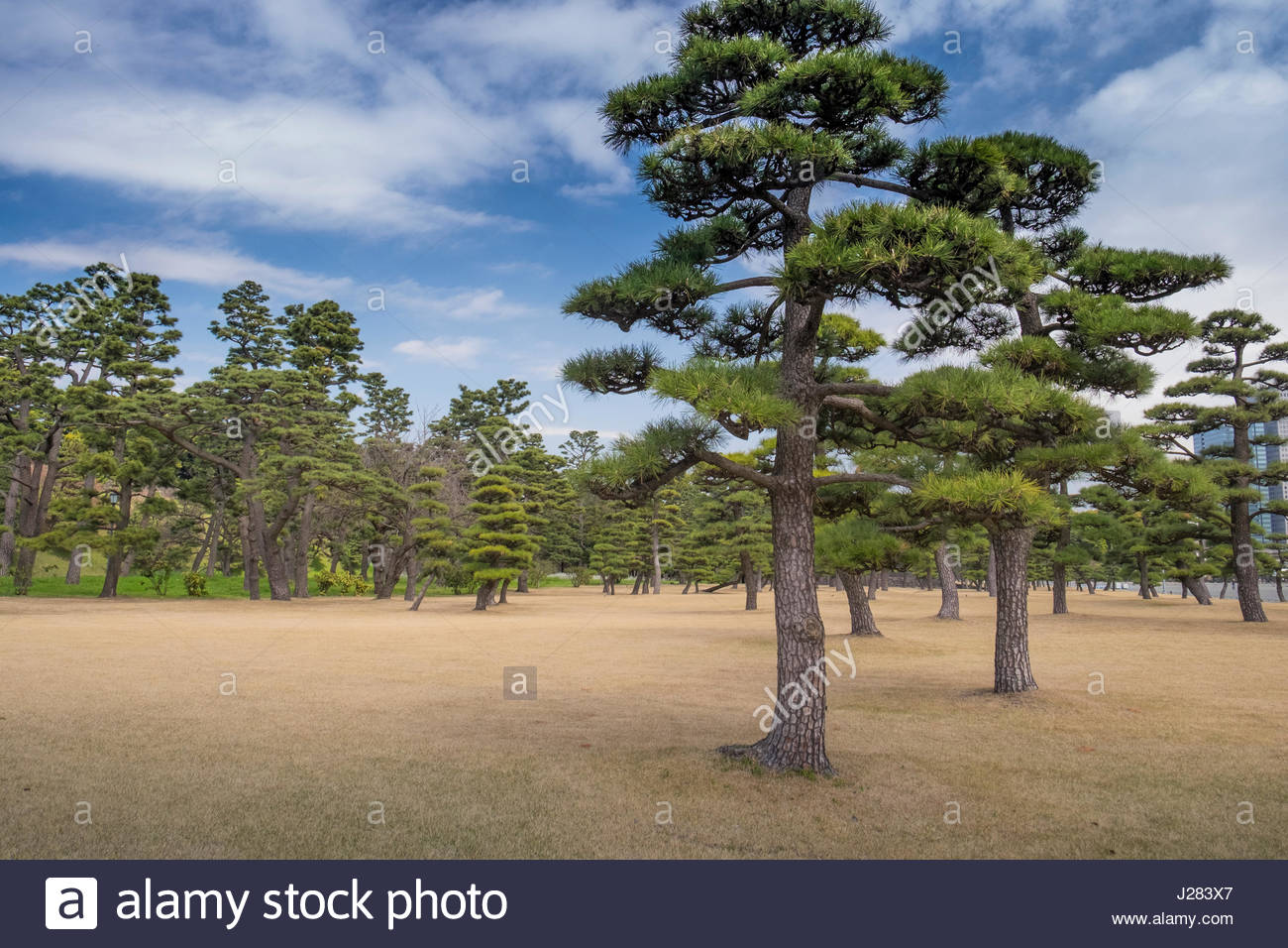 Japanese Pines High Resolution Stock Photography and Images - Alamy