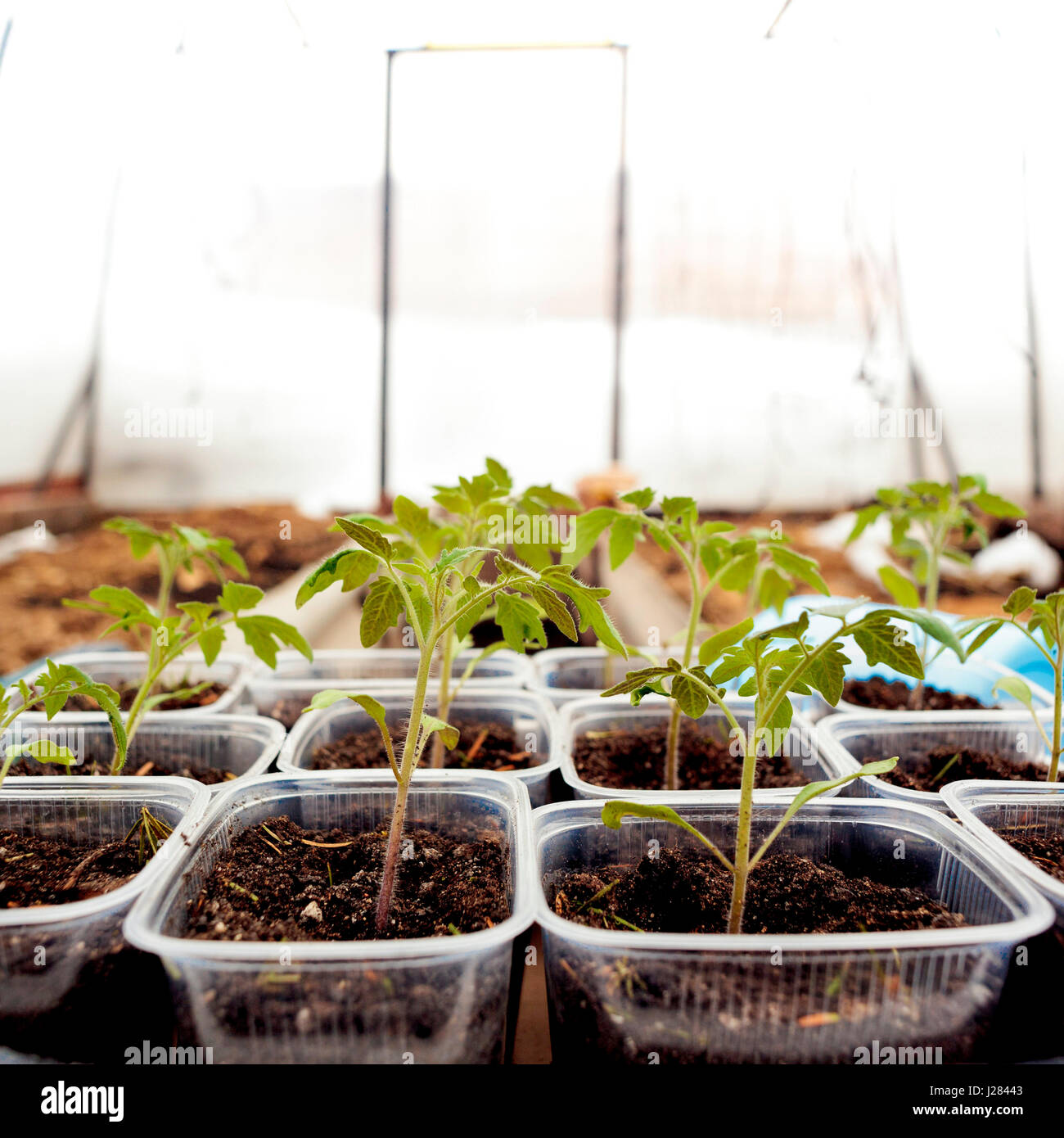 Nursery containers hi-res stock photography and images - Alamy