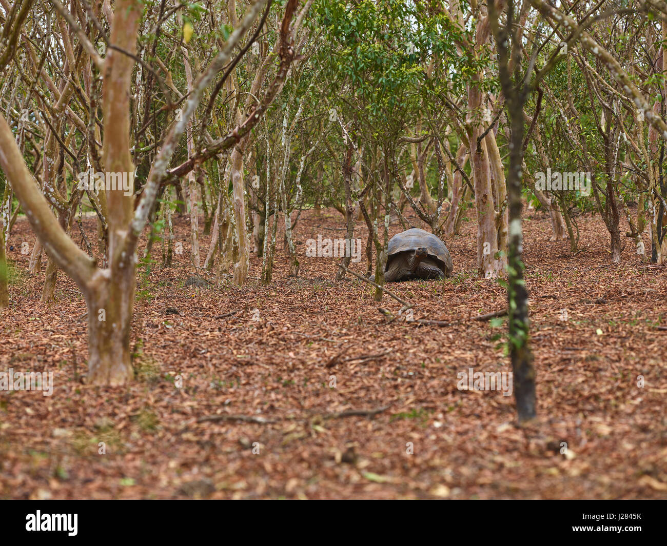 Giant tortoise walking on field in forest Stock Photo - Alamy