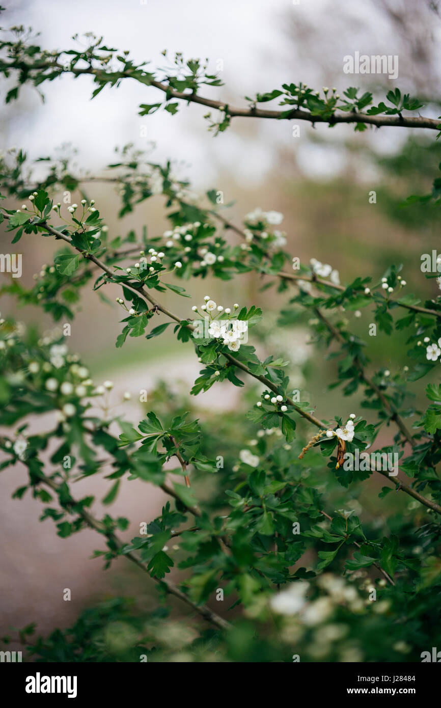 High Growing Flowering Plants High Resolution Stock Photography and ...