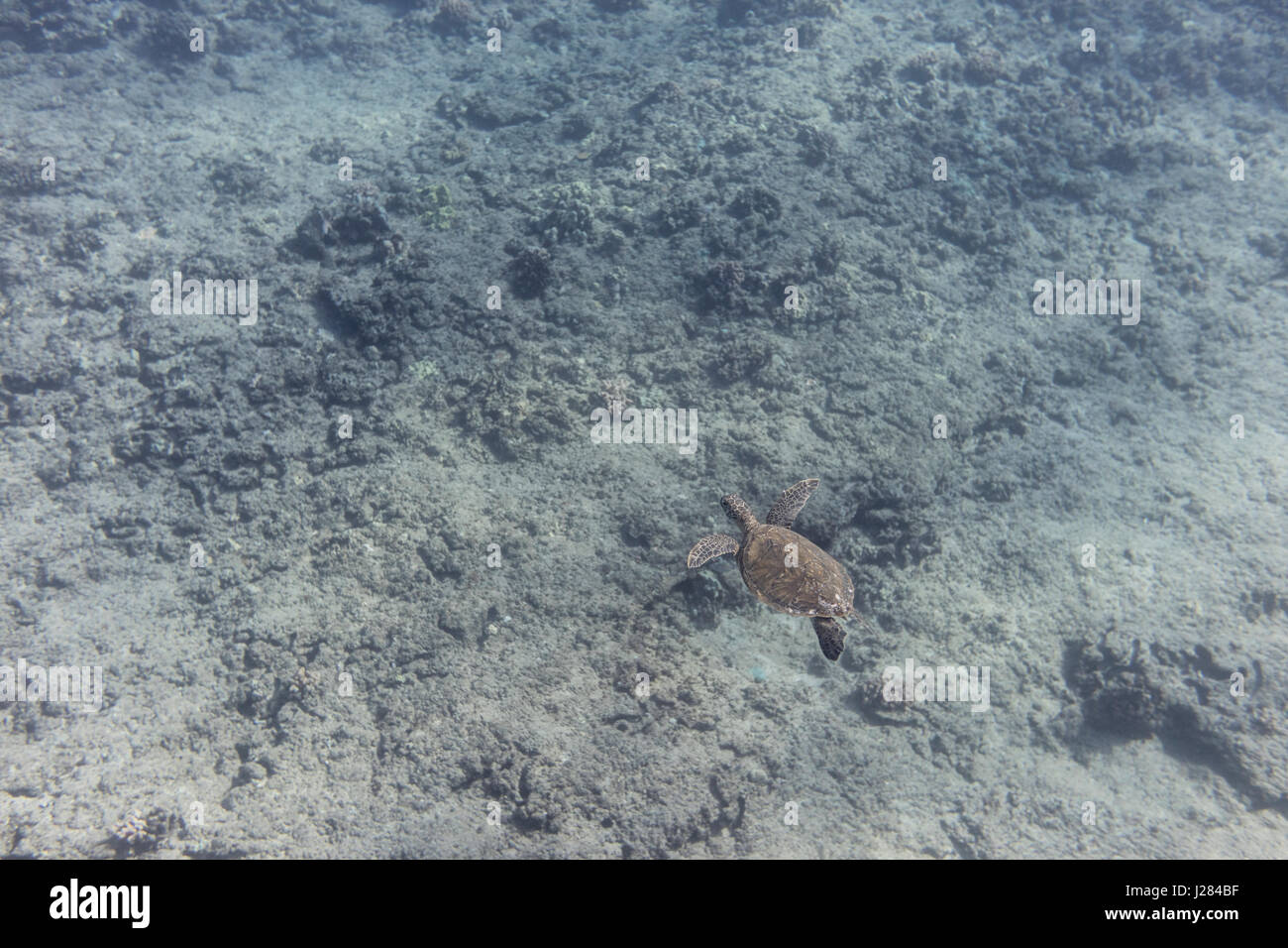 High angle view of turtle in sea Stock Photo - Alamy