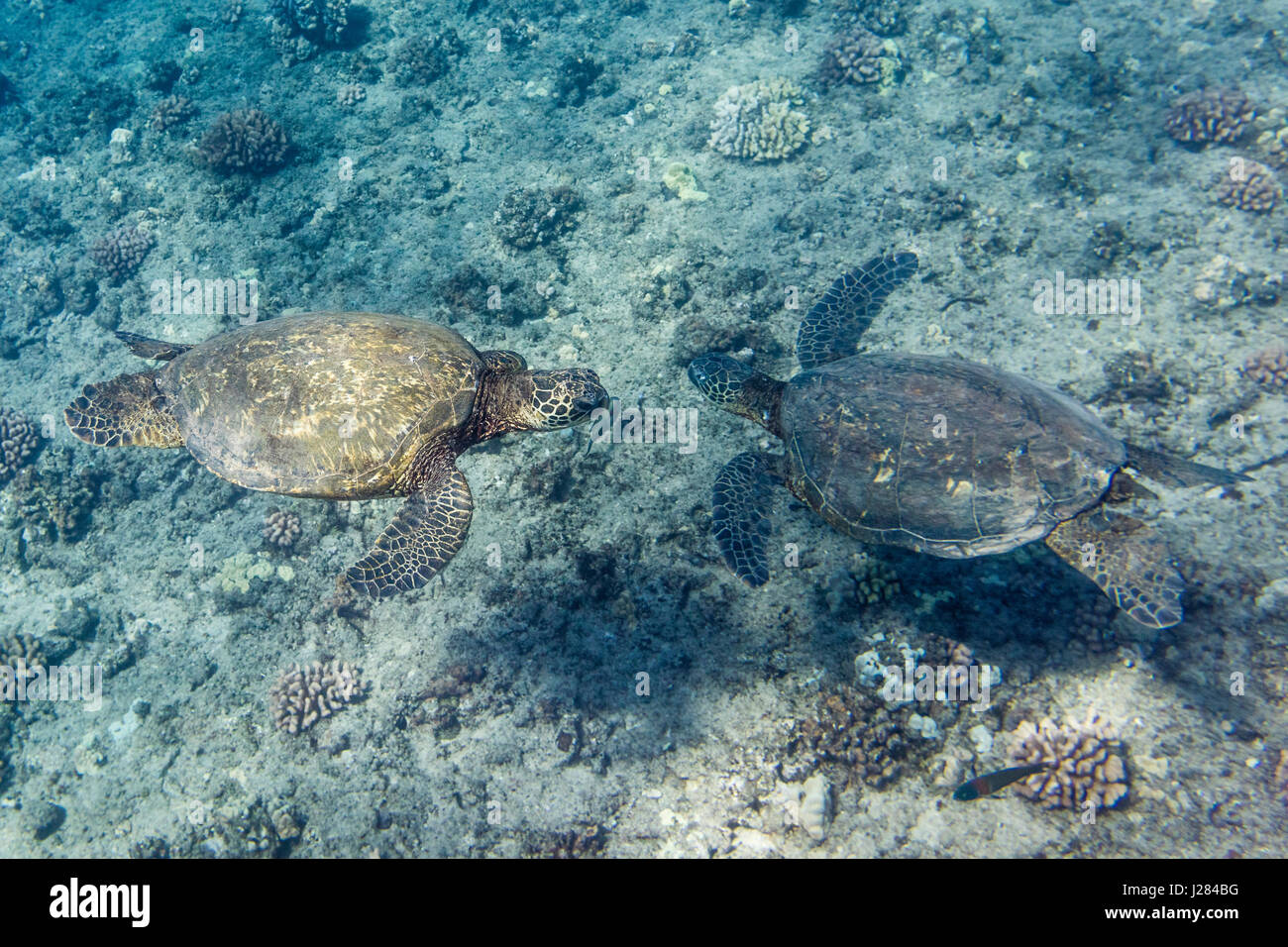 Turtles view hi-res stock photography and images - Alamy