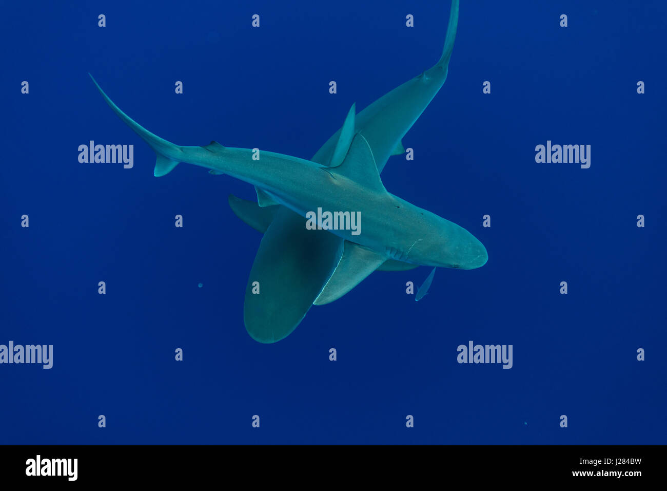 Low angle view of sharks swimming undersea Stock Photo - Alamy
