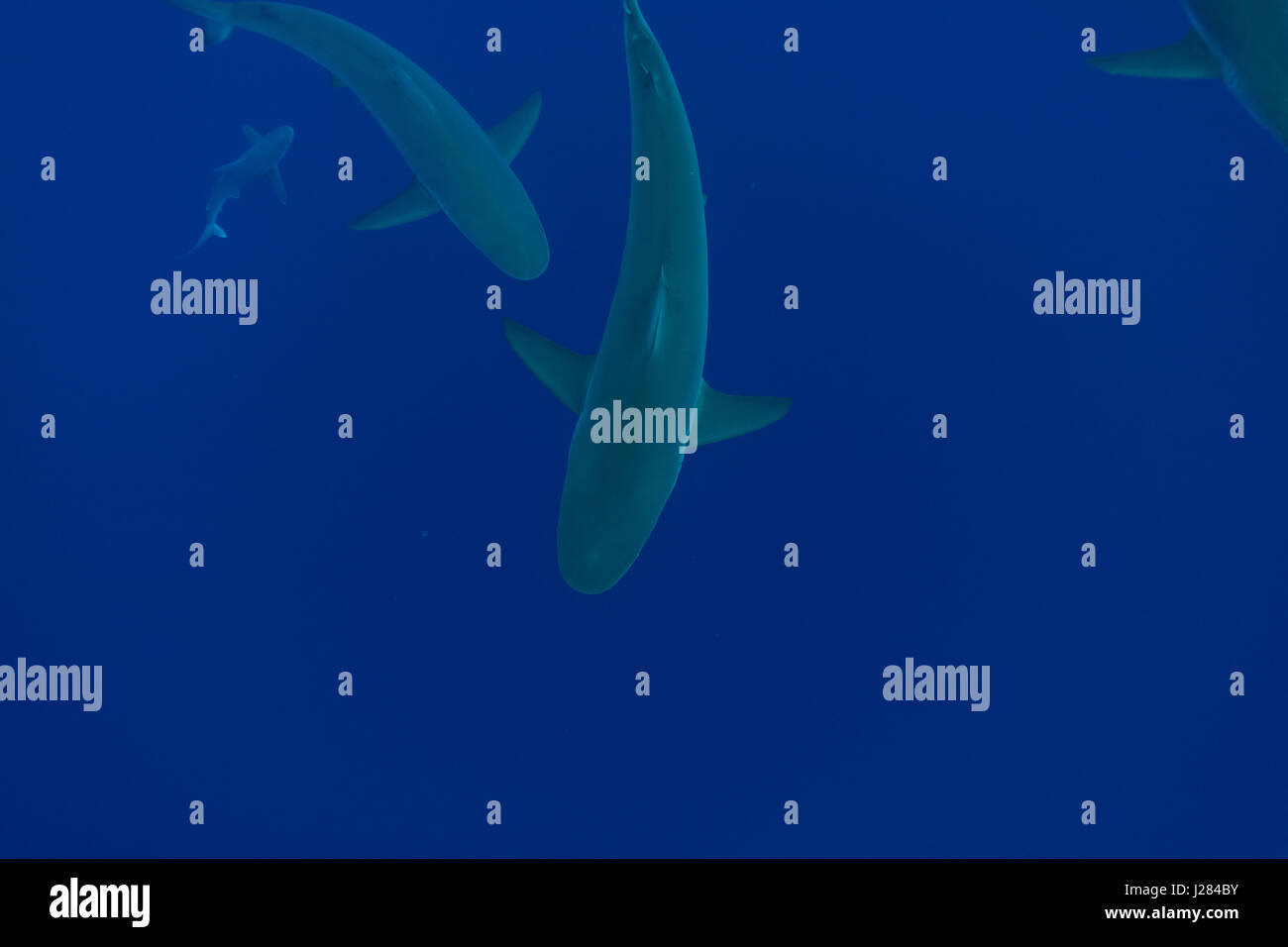 Underwater sharks hi-res stock photography and images - Alamy