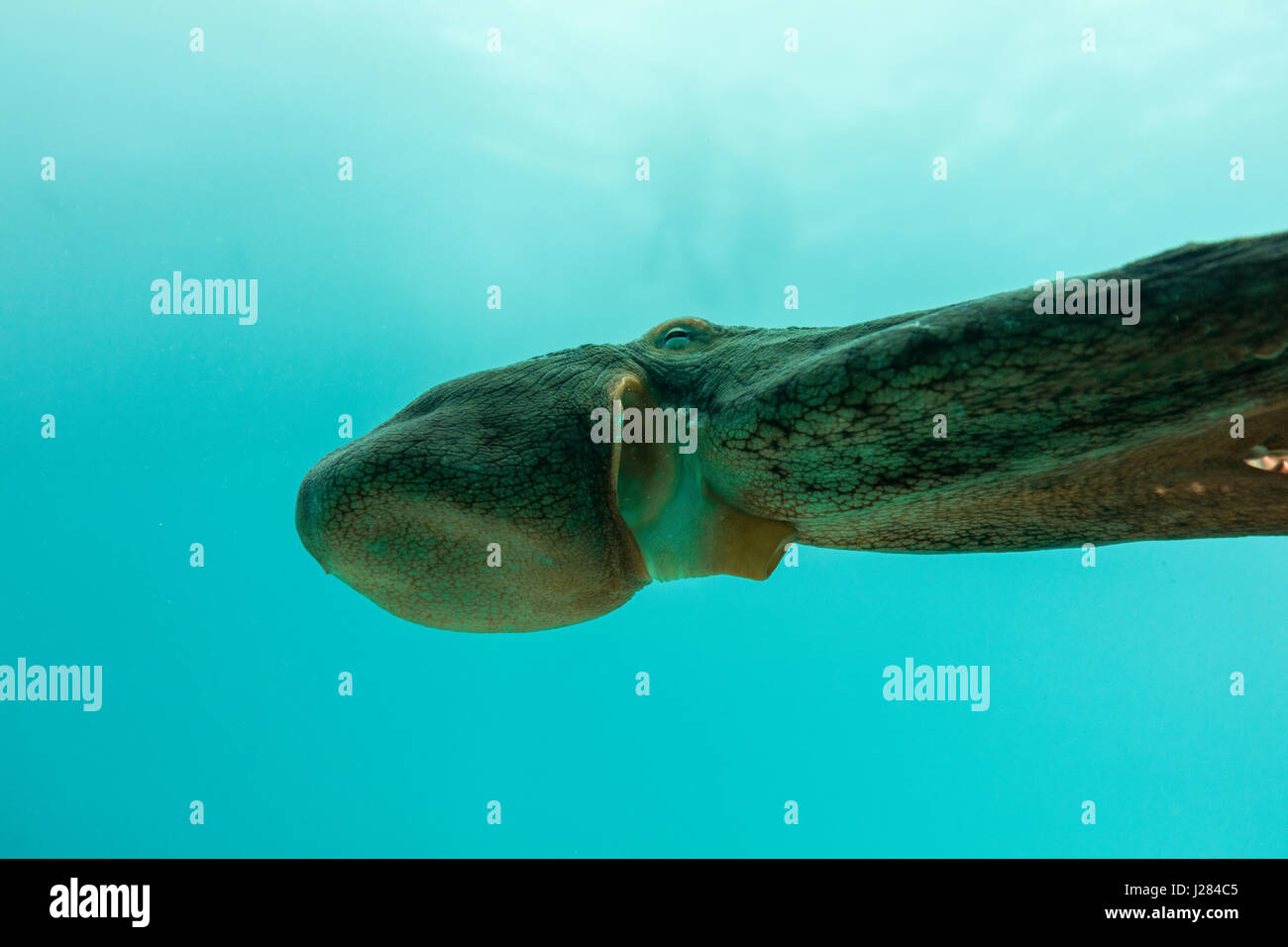 Octopus swimming hi-res stock photography and images - Alamy