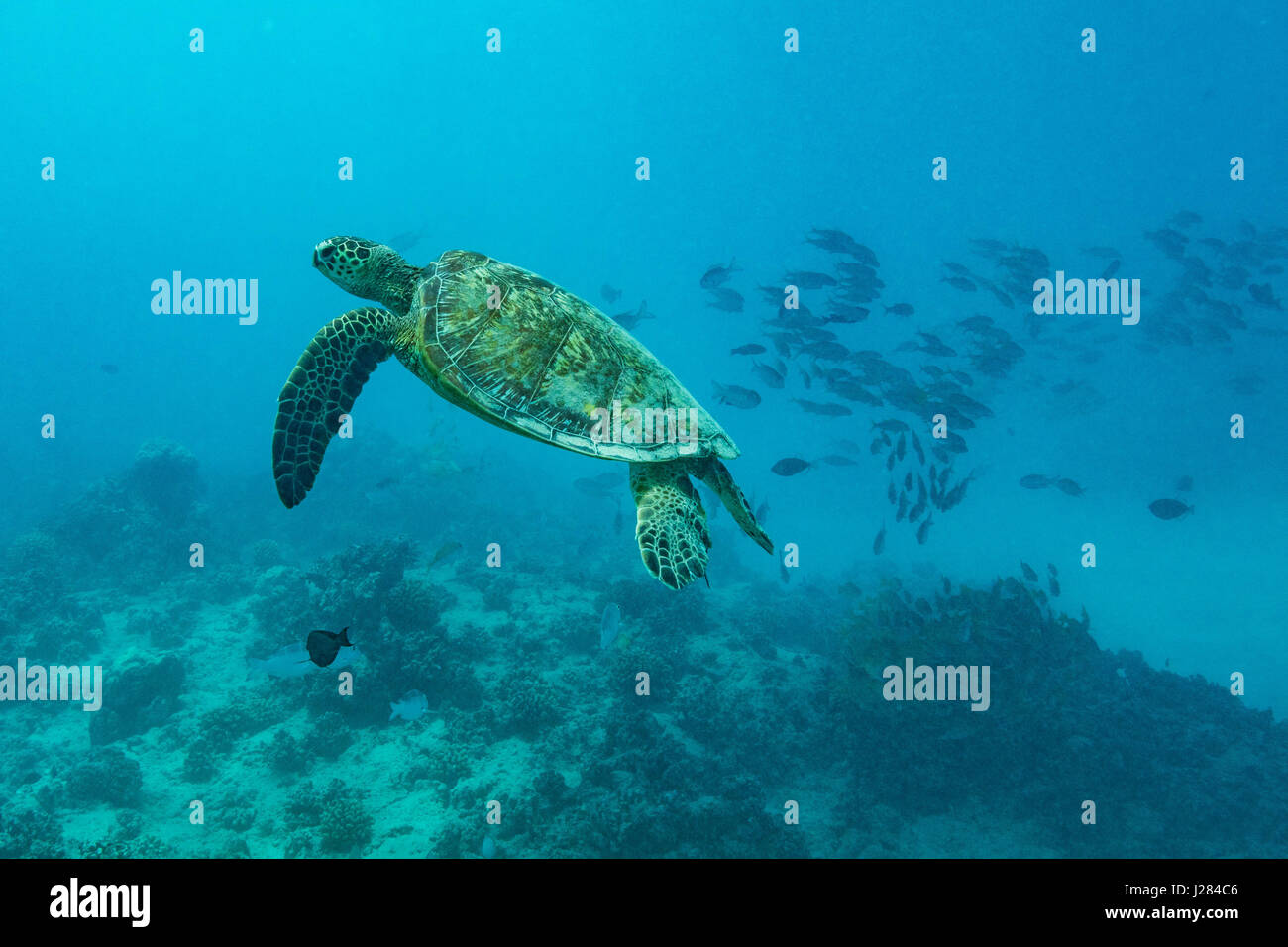 Turtle swimming with school of fish hi-res stock photography and images ...