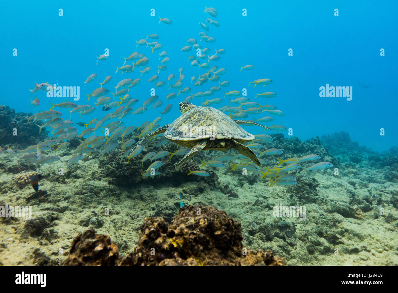 Turtle and fish swimming undersea Stock Photo - Alamy