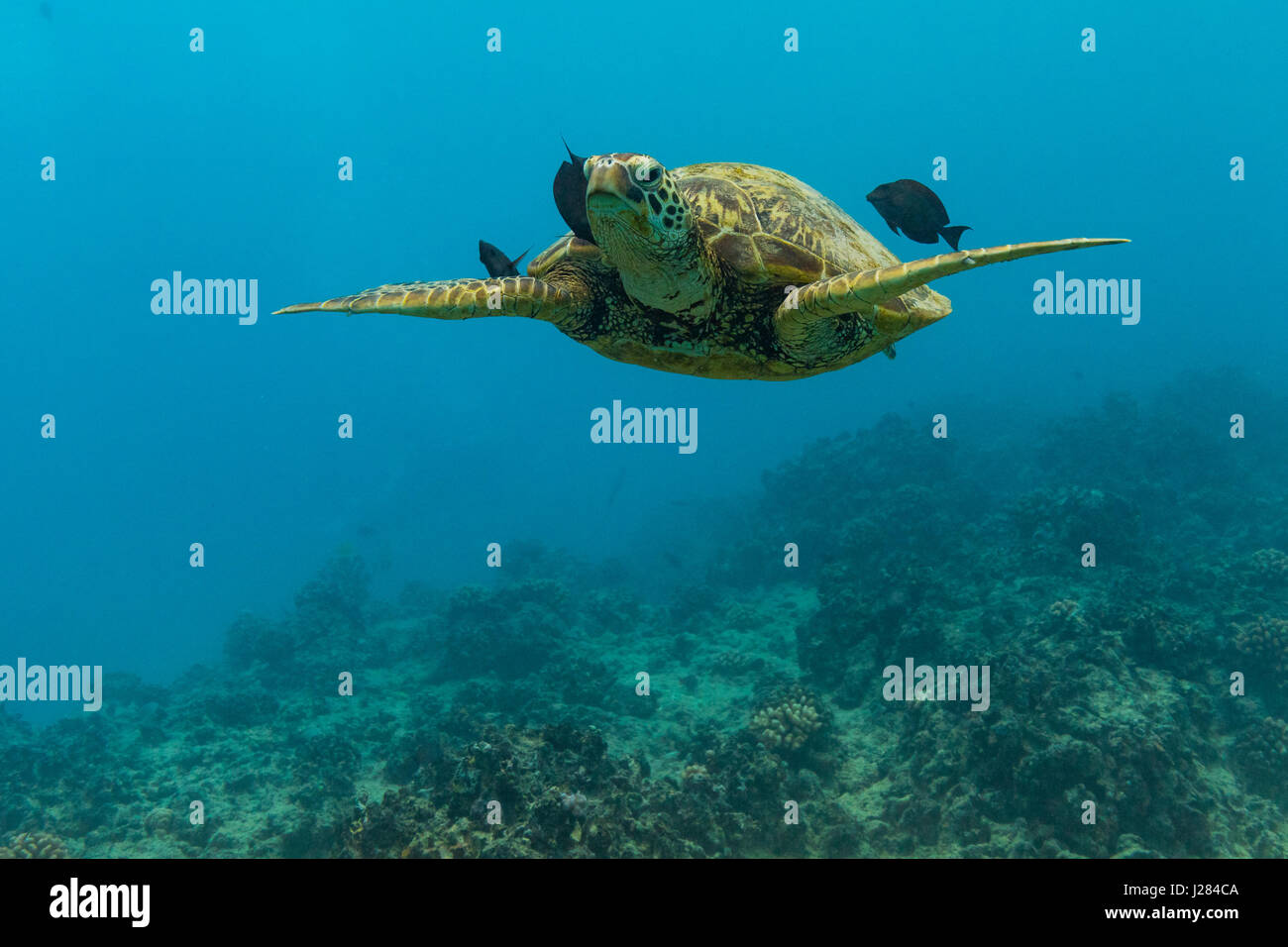 Turtle fish hi-res stock photography and images - Alamy