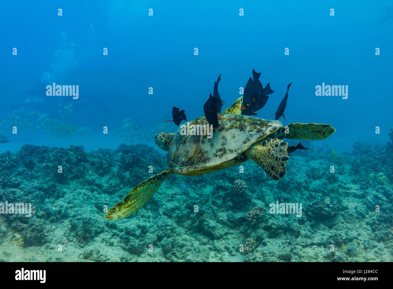 Turtle with fish swimming underwater in sea Stock Photo - Alamy