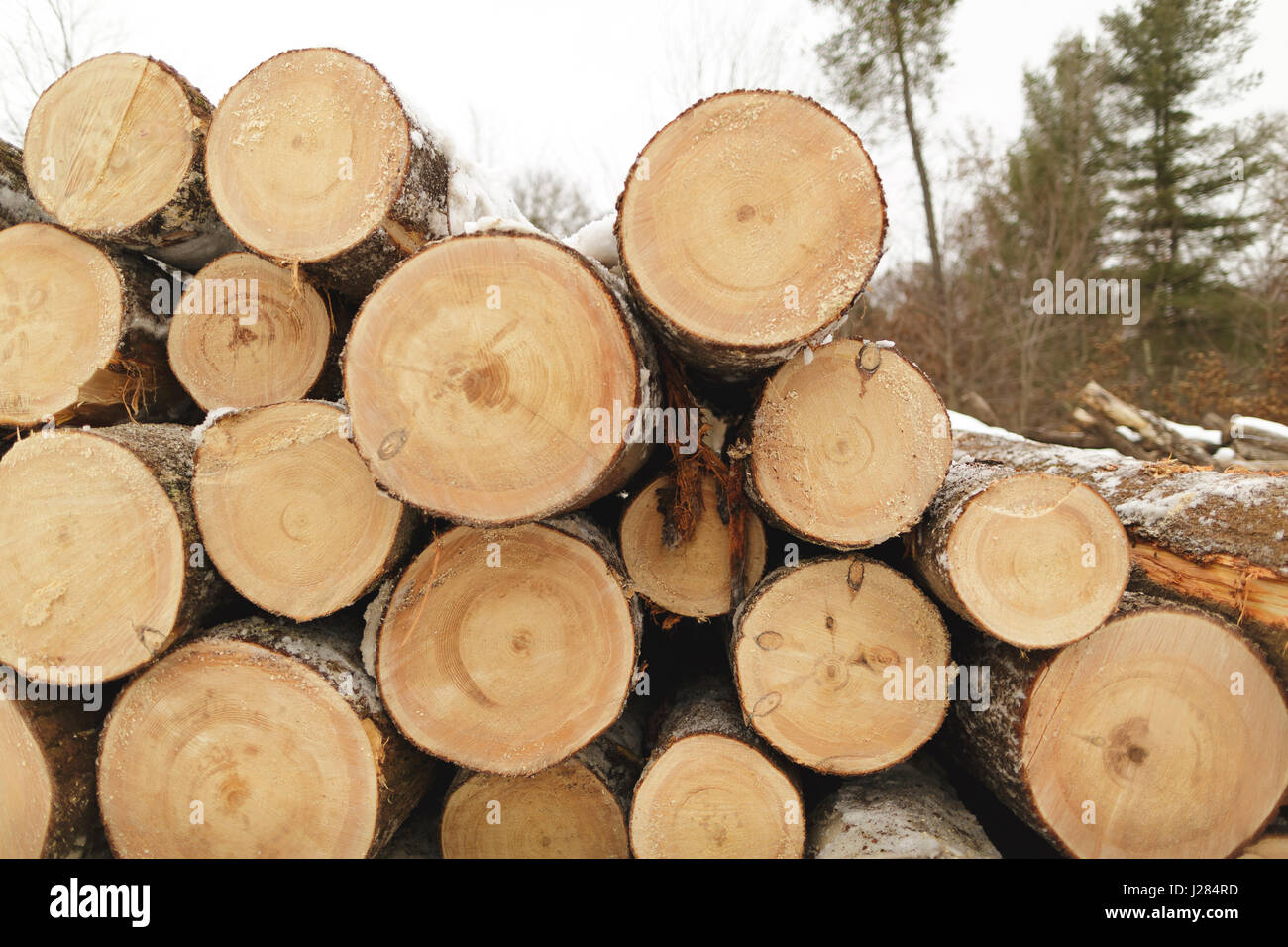Stack of logs at forest Stock Photo - Alamy