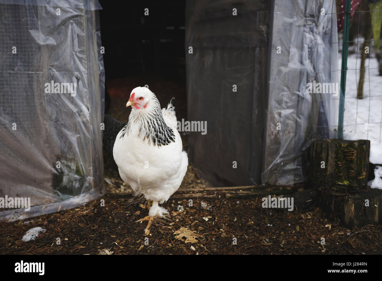 Hen standing at doorway of chicken coop Stock Photo - Alamy