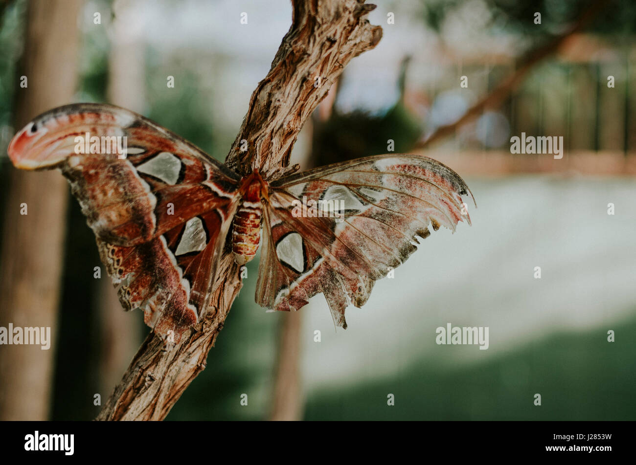 Atlas moth close up hi-res stock photography and images - Alamy