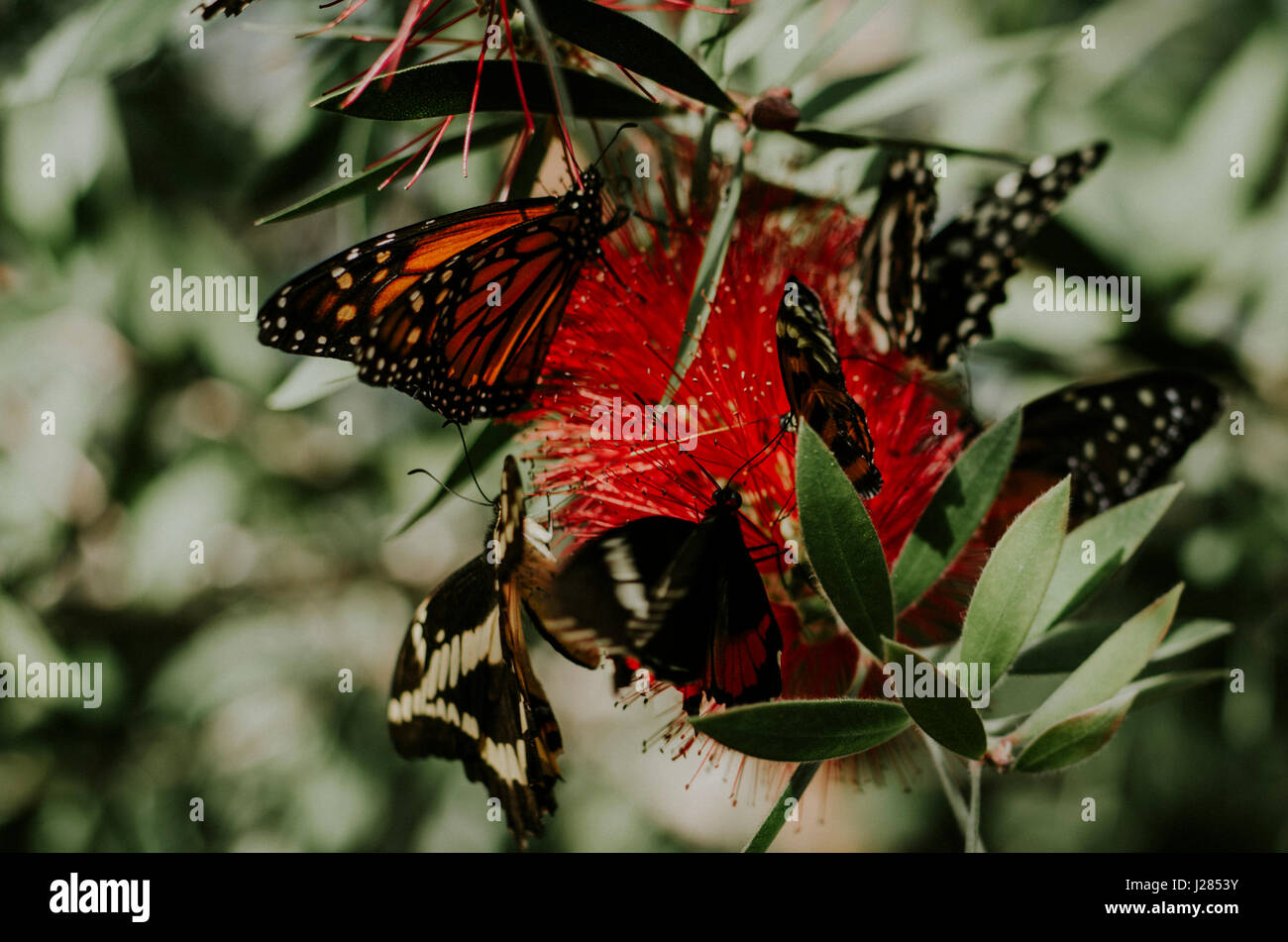 Butterflies and flower hi-res stock photography and images - Alamy