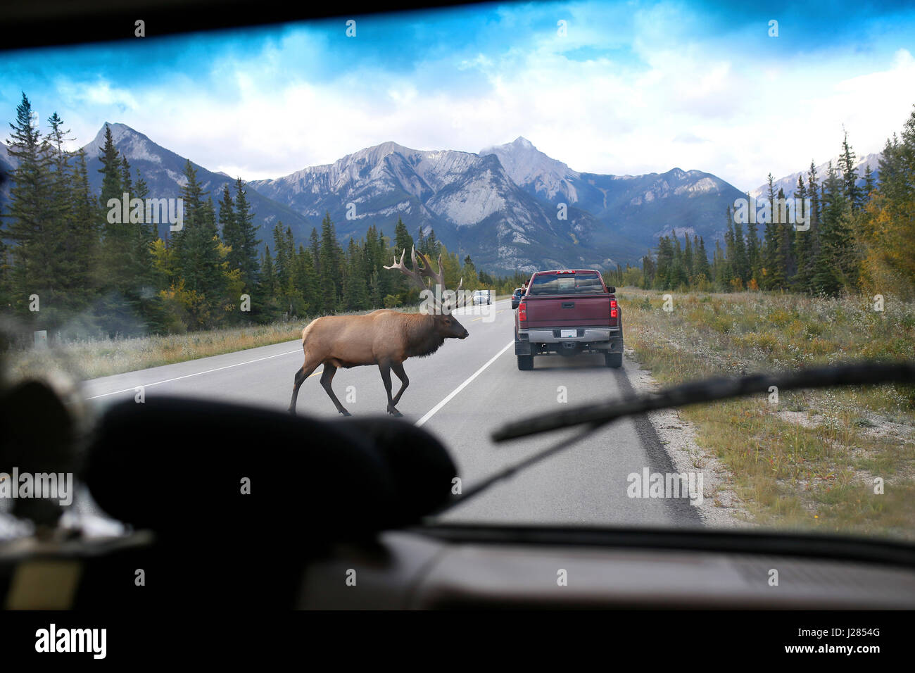 Elk crossing road seen through car windshield at Jasper National Park ...