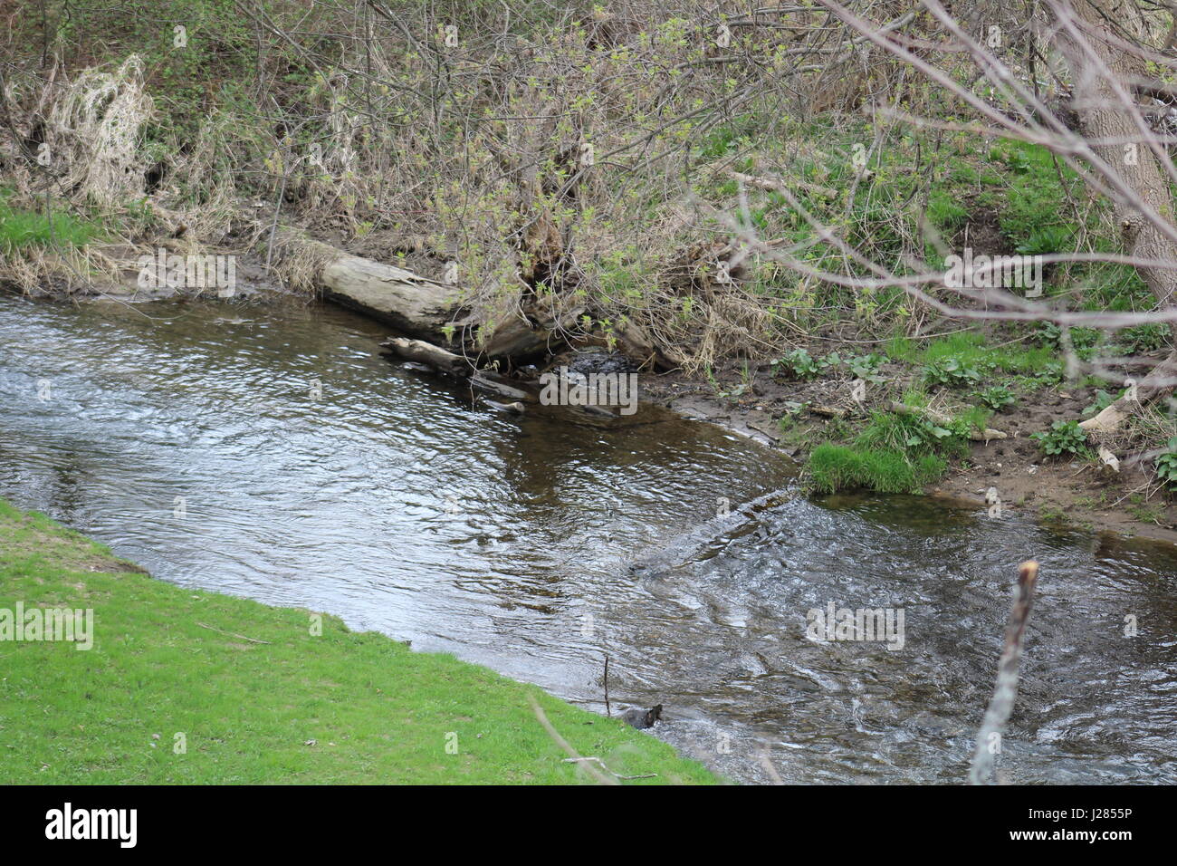Fallen tree next to river hi-res stock photography and images - Alamy
