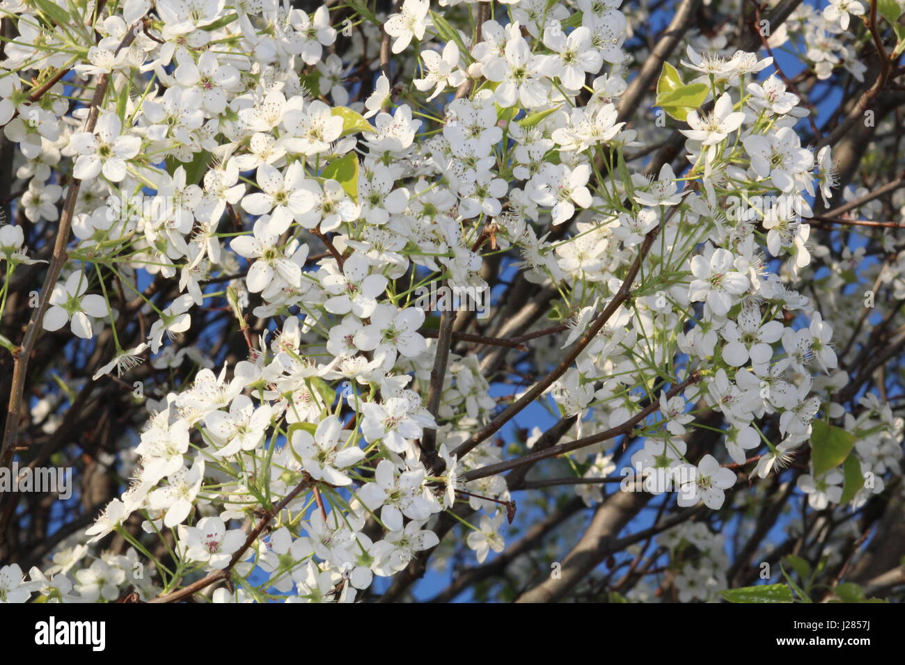 Fruitless Pear tree blossom Stock Photo - Alamy